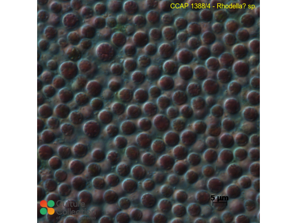 Porphyridium purpureum