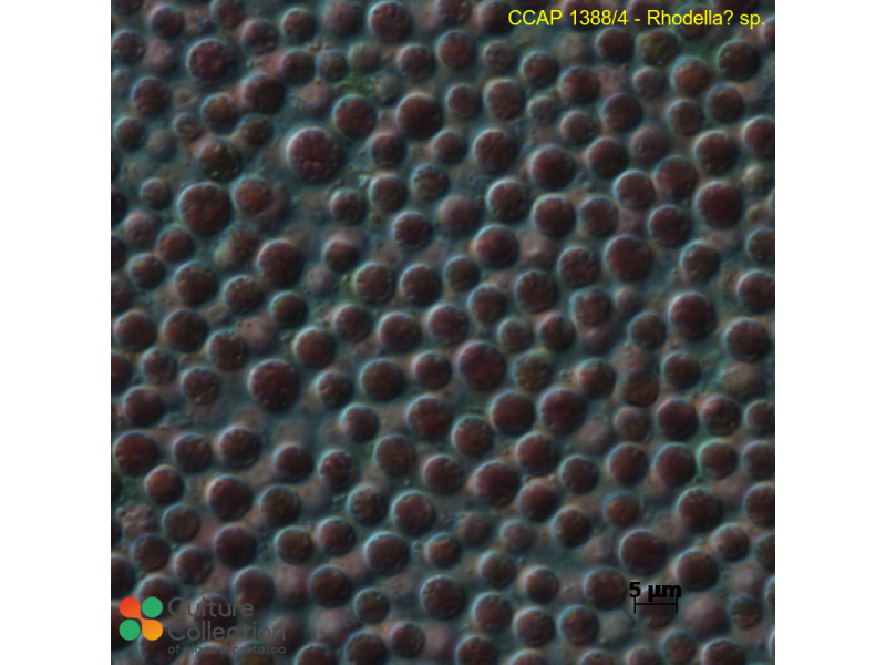 Porphyridium purpureum