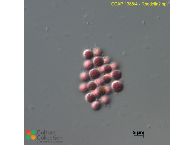 Porphyridium purpureum