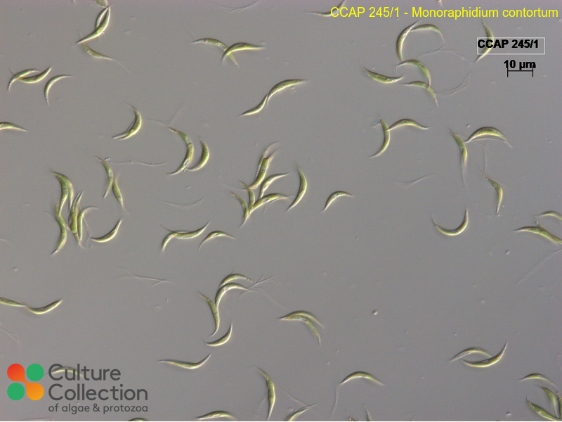 Monoraphidium contortum