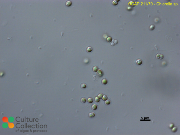Chlorella sp.