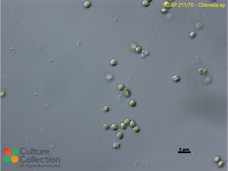 Chlorella sp.