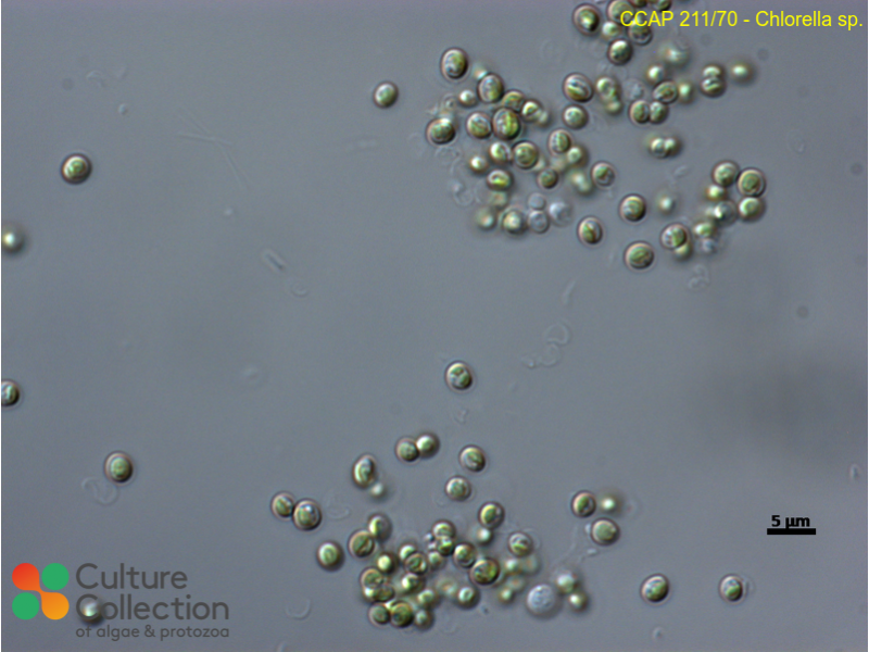 Chlorella sp.