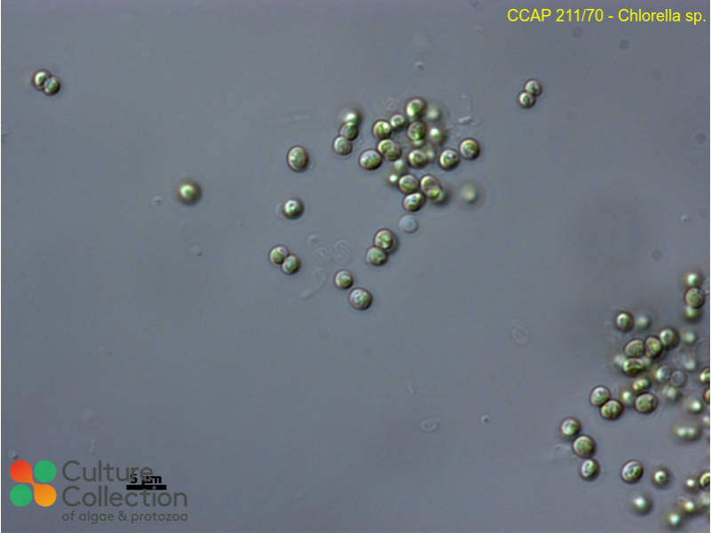Chlorella sp.
