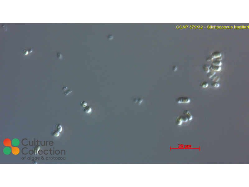 Stichococcus bacillaris