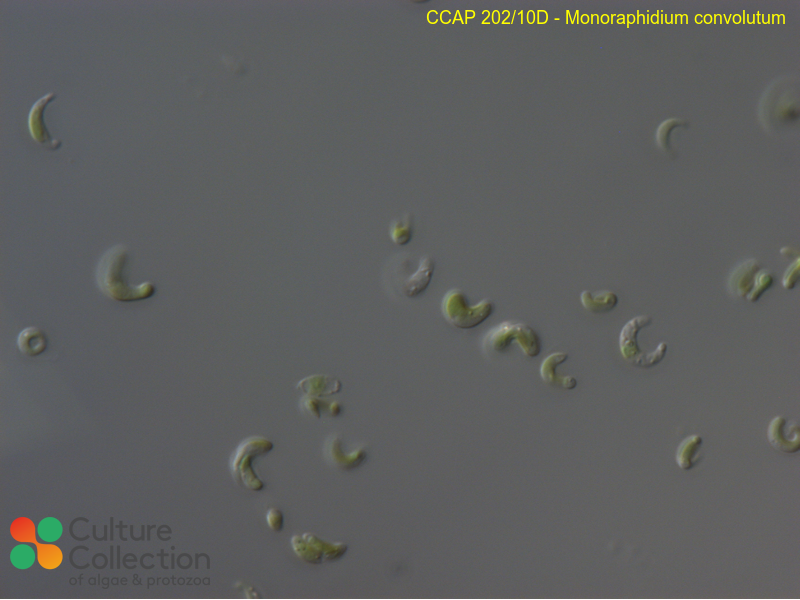 Monoraphidium convolutum