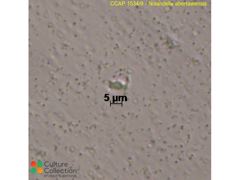 Nolandella abertawensis
