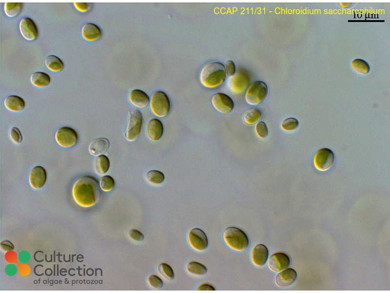 Chloroidium saccharophilum