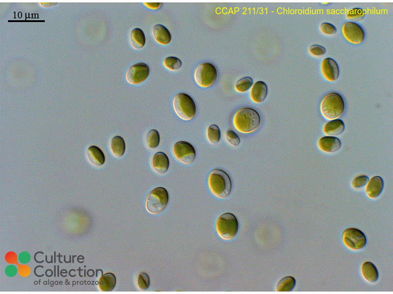 Chloroidium saccharophilum