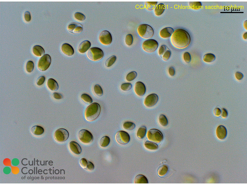 Chloroidium saccharophilum