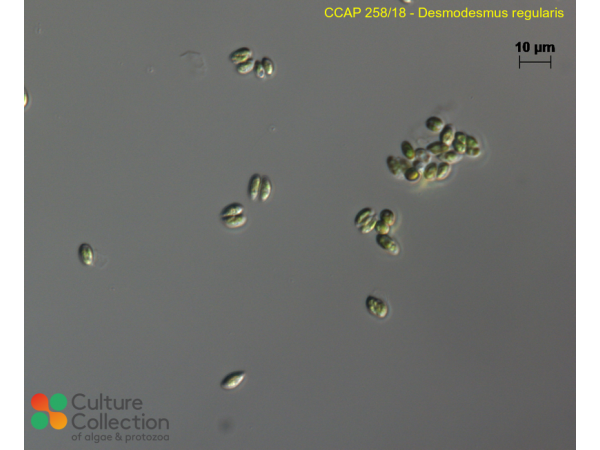 Desmodesmus regularis