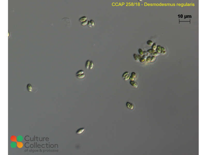 Desmodesmus regularis