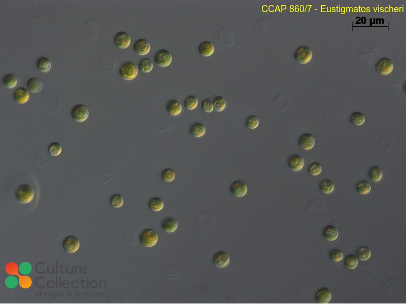 Eustigmatos vischeri