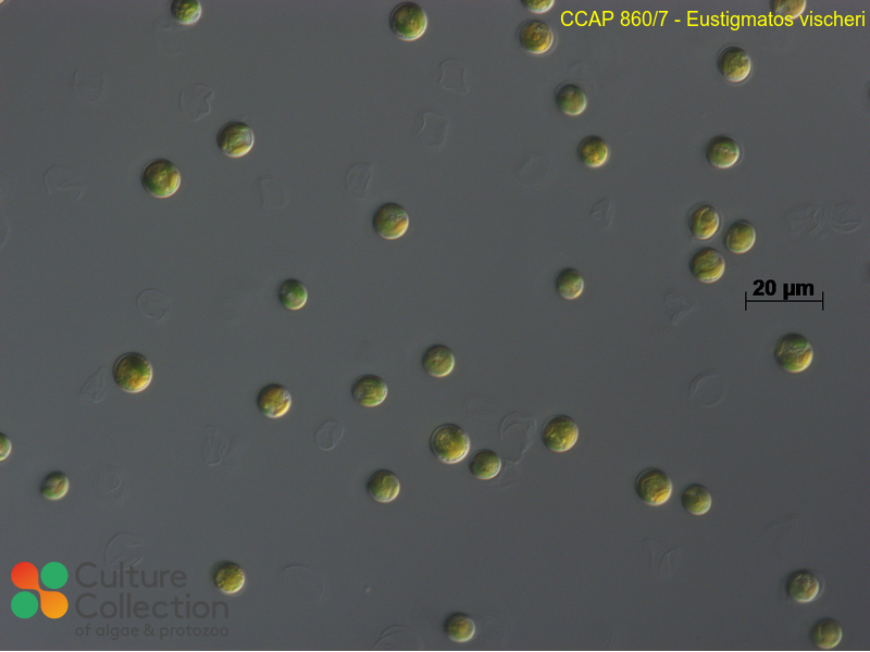 Eustigmatos vischeri