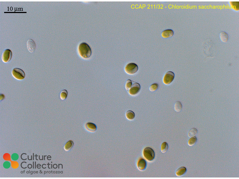 Chloroidium saccharophilum
