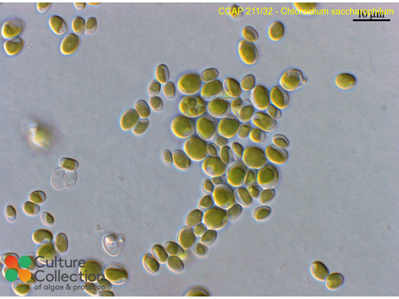 Chloroidium saccharophilum