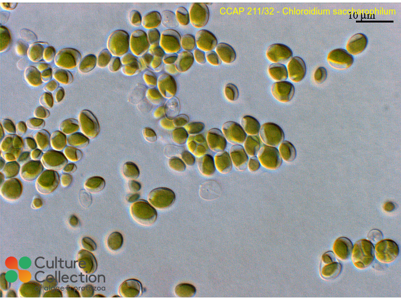 Chloroidium saccharophilum