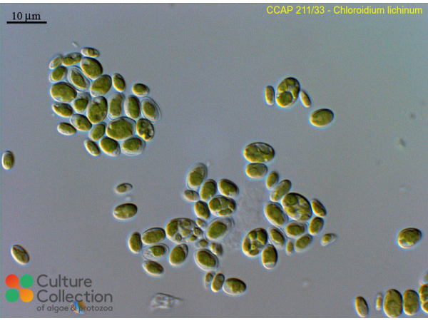 Chloroidium lichinum