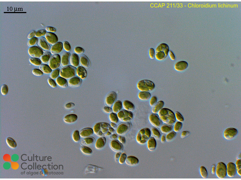 Chloroidium lichinum