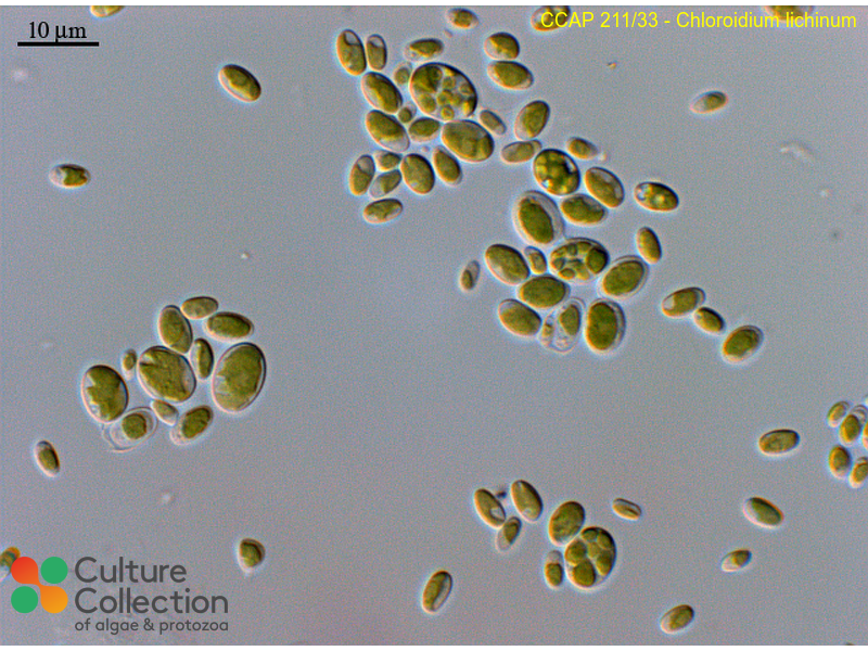 Chloroidium lichinum