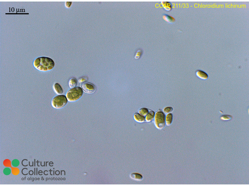 Chloroidium lichinum