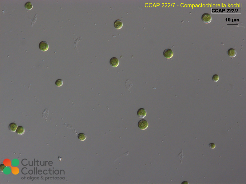 Compactochlorella kochii