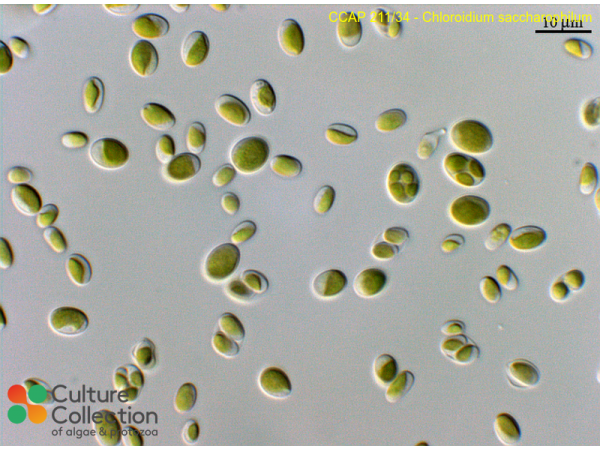 Chloroidium saccharophilum