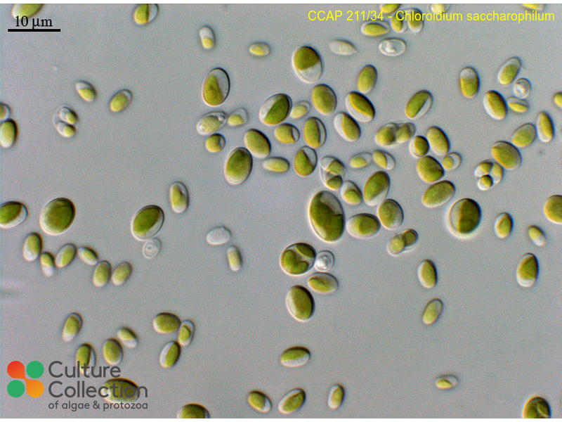 Chloroidium saccharophilum