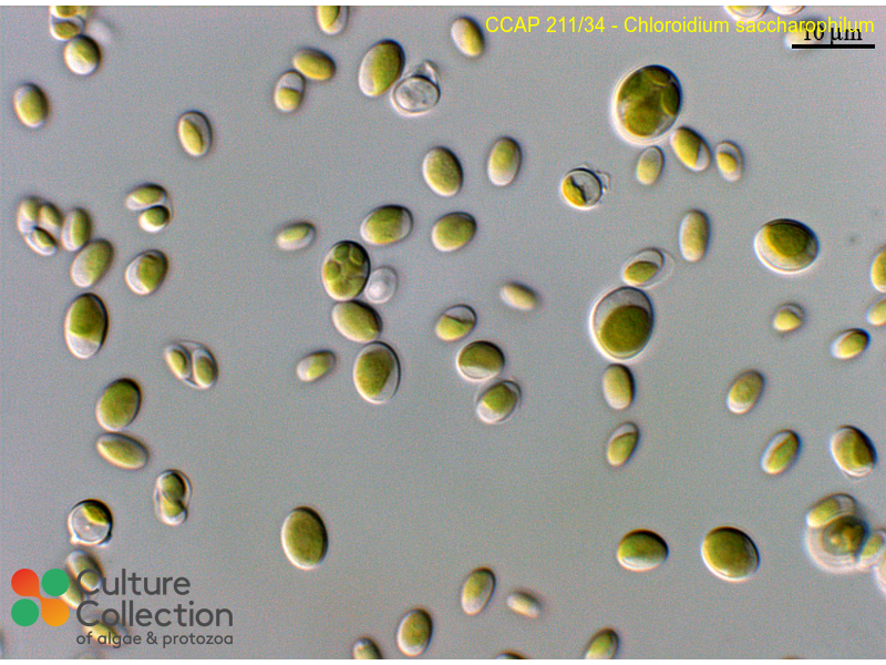 Chloroidium saccharophilum