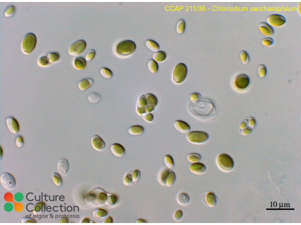 Chloroidium saccharophilum