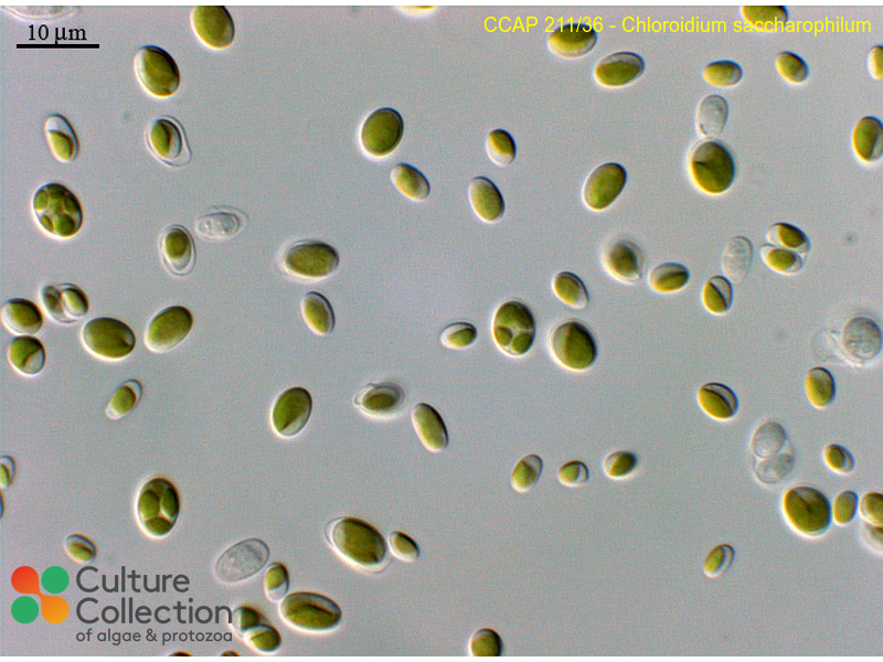 Chloroidium saccharophilum