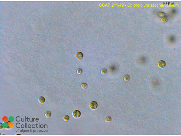Chloroidium saccharophilum