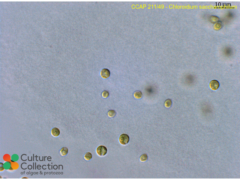 Chloroidium saccharophilum