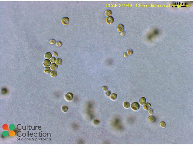 Chloroidium saccharophilum