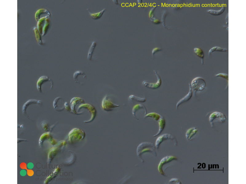 Monoraphidium contortum