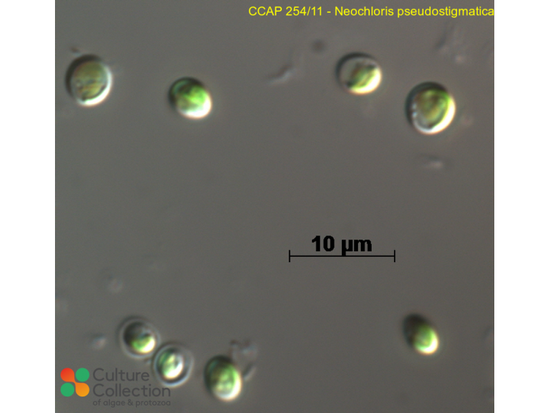 Neochloris pseudostigmatica
