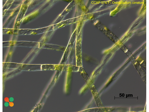 Oedocladium cirratum