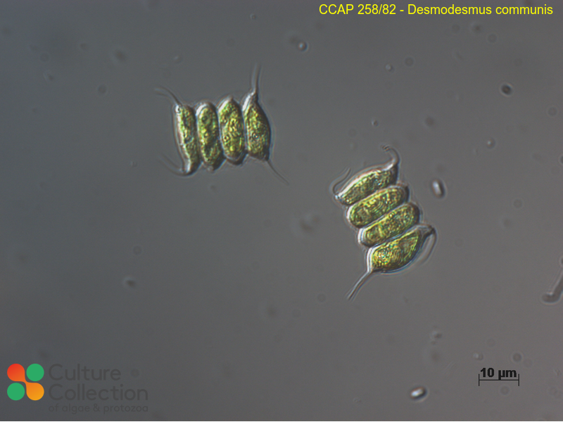 Desmodesmus communis