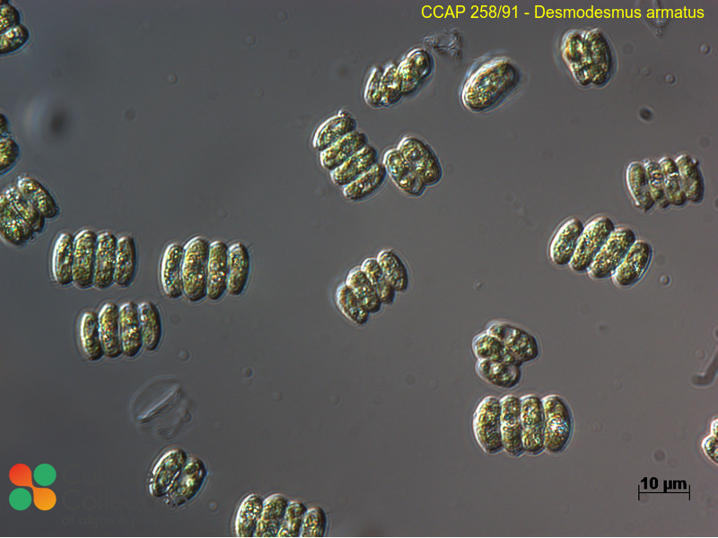 Desmodesmus armatus