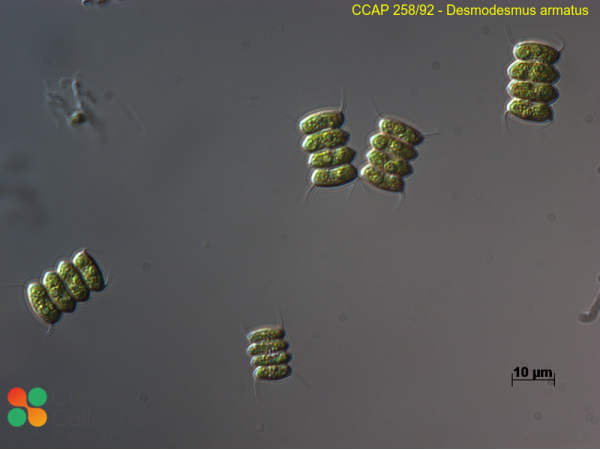 Desmodesmus armatus