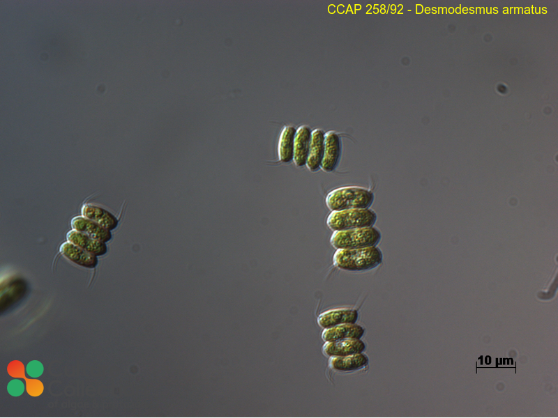 Desmodesmus armatus