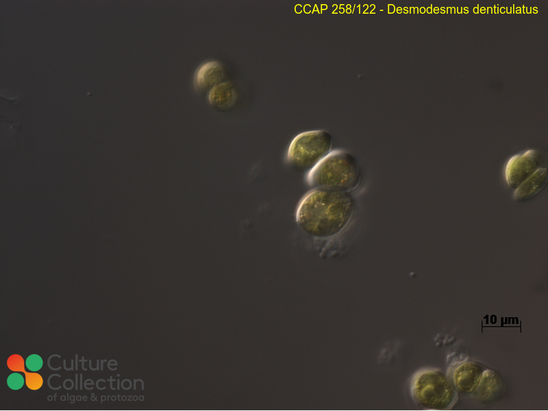 Desmodesmus denticulatus