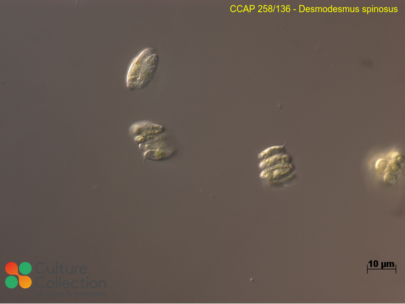 Desmodesmus spinosus