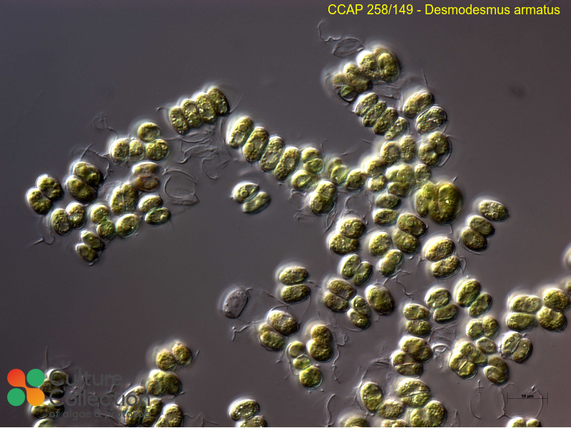 Desmodesmus armatus