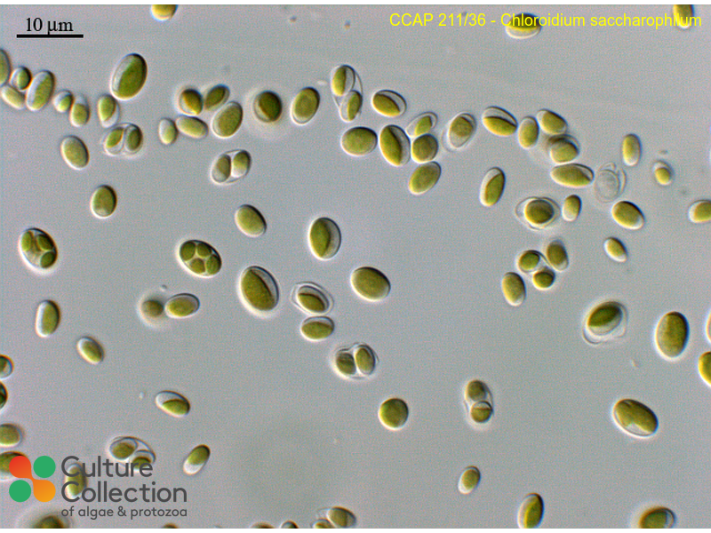 Chloroidium saccharophilum