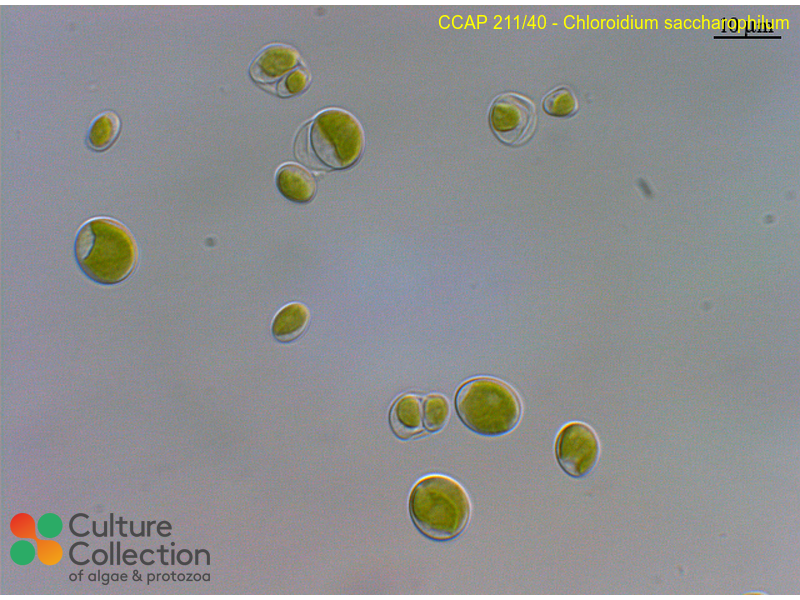 Chloroidium saccharophilum