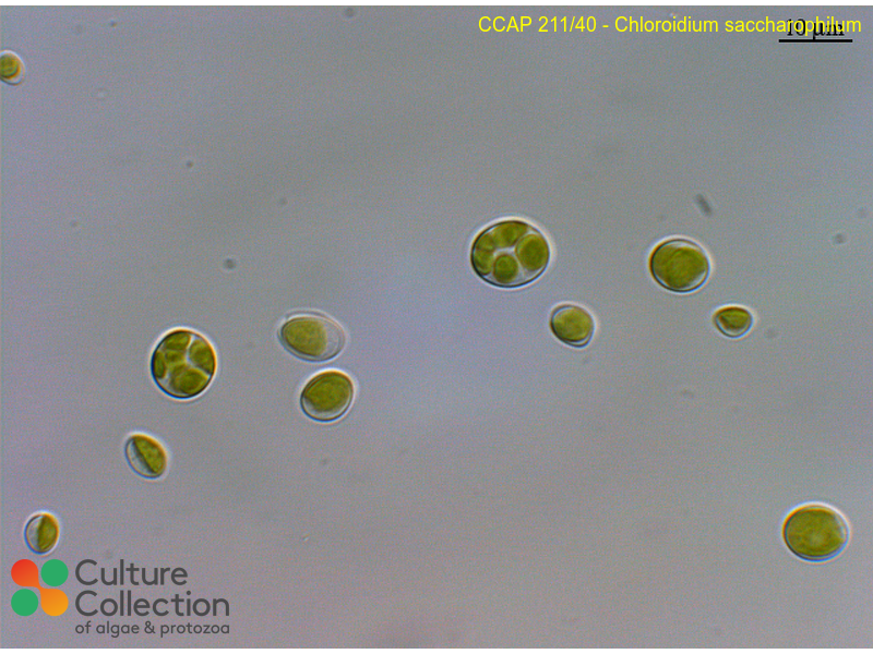 Chloroidium saccharophilum