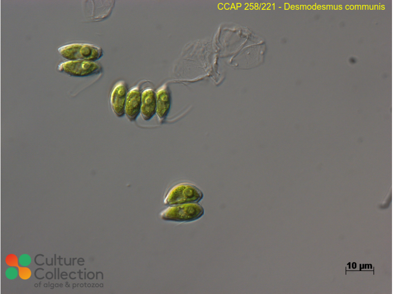 Desmodesmus communis