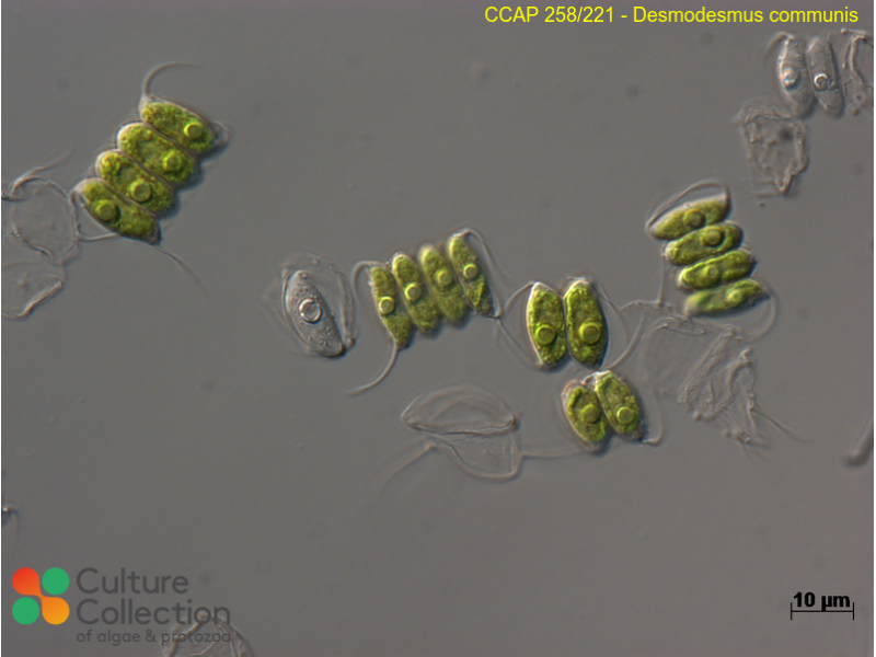 Desmodesmus communis