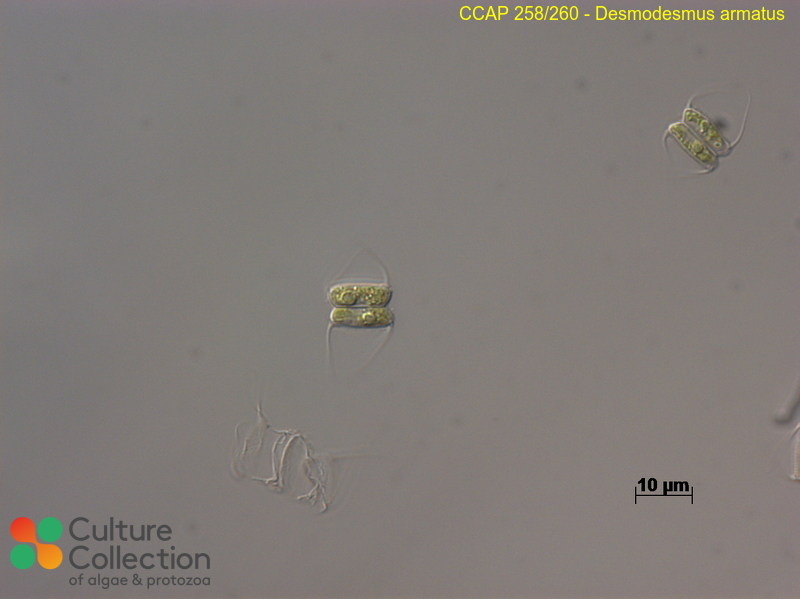 Desmodesmus armatus